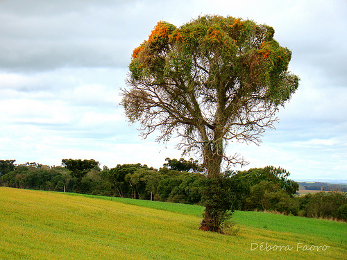 Sensação Térmica de TAPERA - RS agora